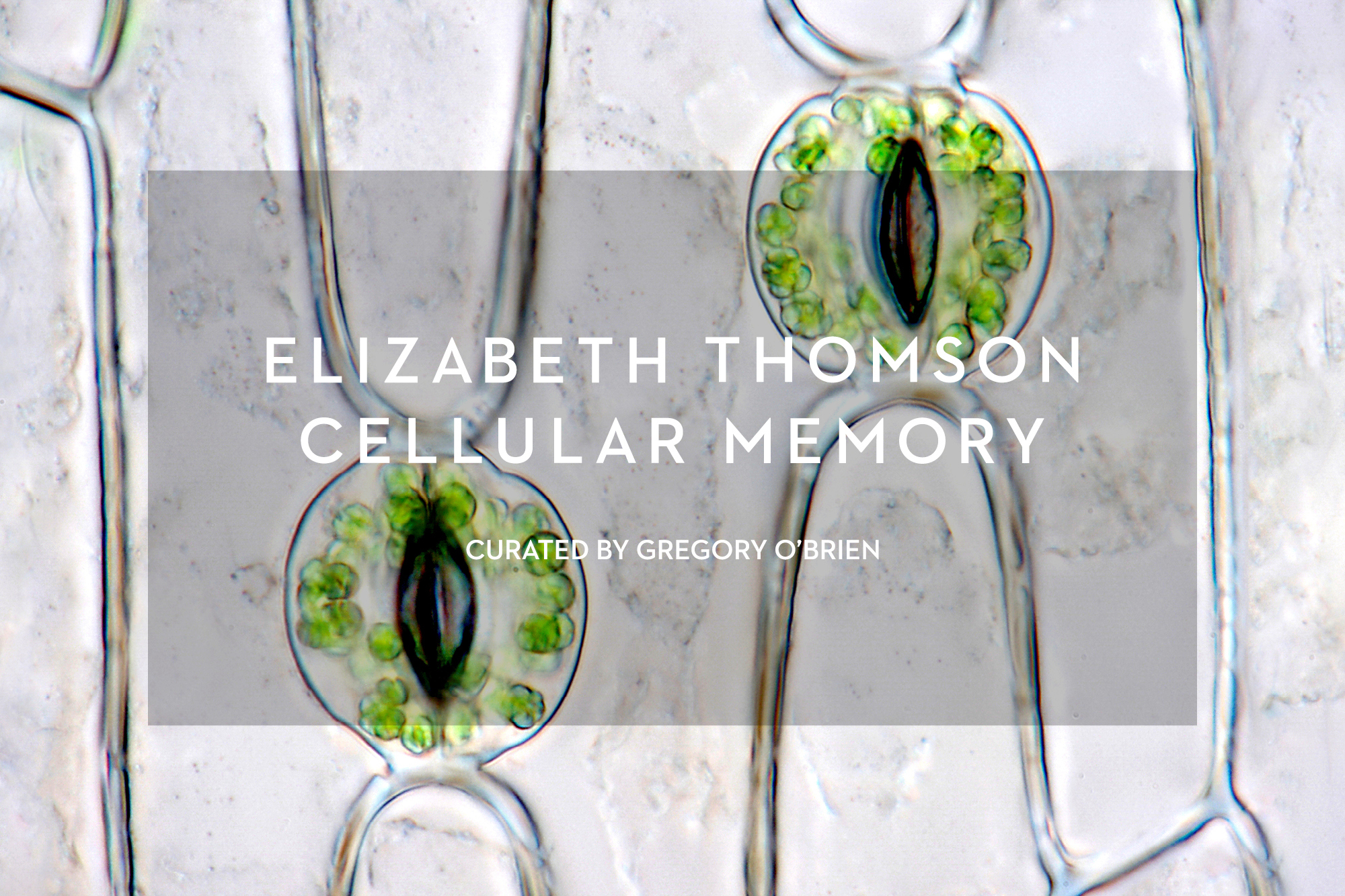 Cellular Memory